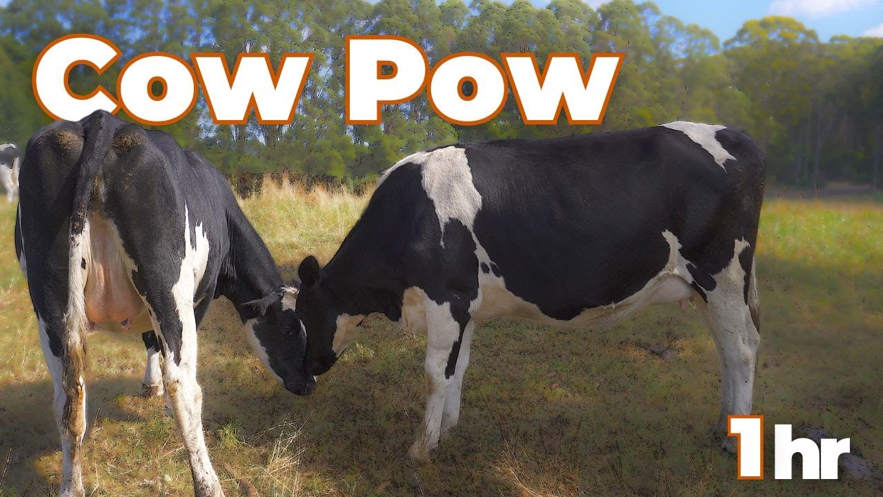 1hr of Cow Power - YouTube
