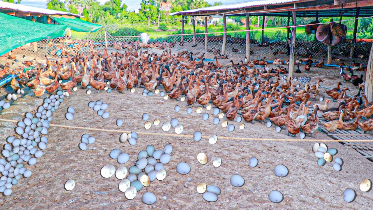 Ducks Raising Method - Farm Raised 10 Thousand Ducks And Produce 10 ...