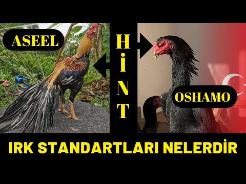 SHAMO VE ASEEL IRKLARININ IRK STANDARTLARI NELERDİR. MUSTAFA AŞLAMACININ MÜKEMMEL KÜMESİ.