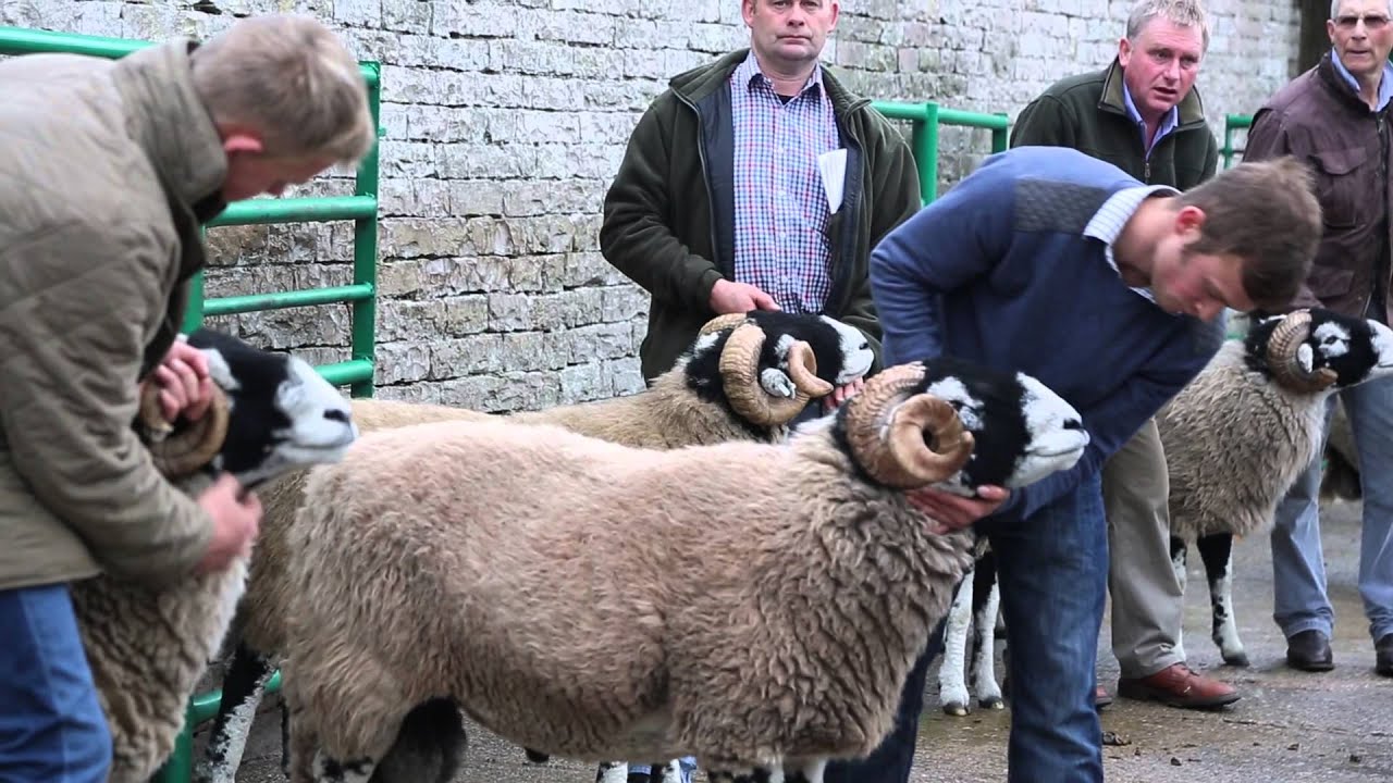 Swaledale Tup sale - YouTube