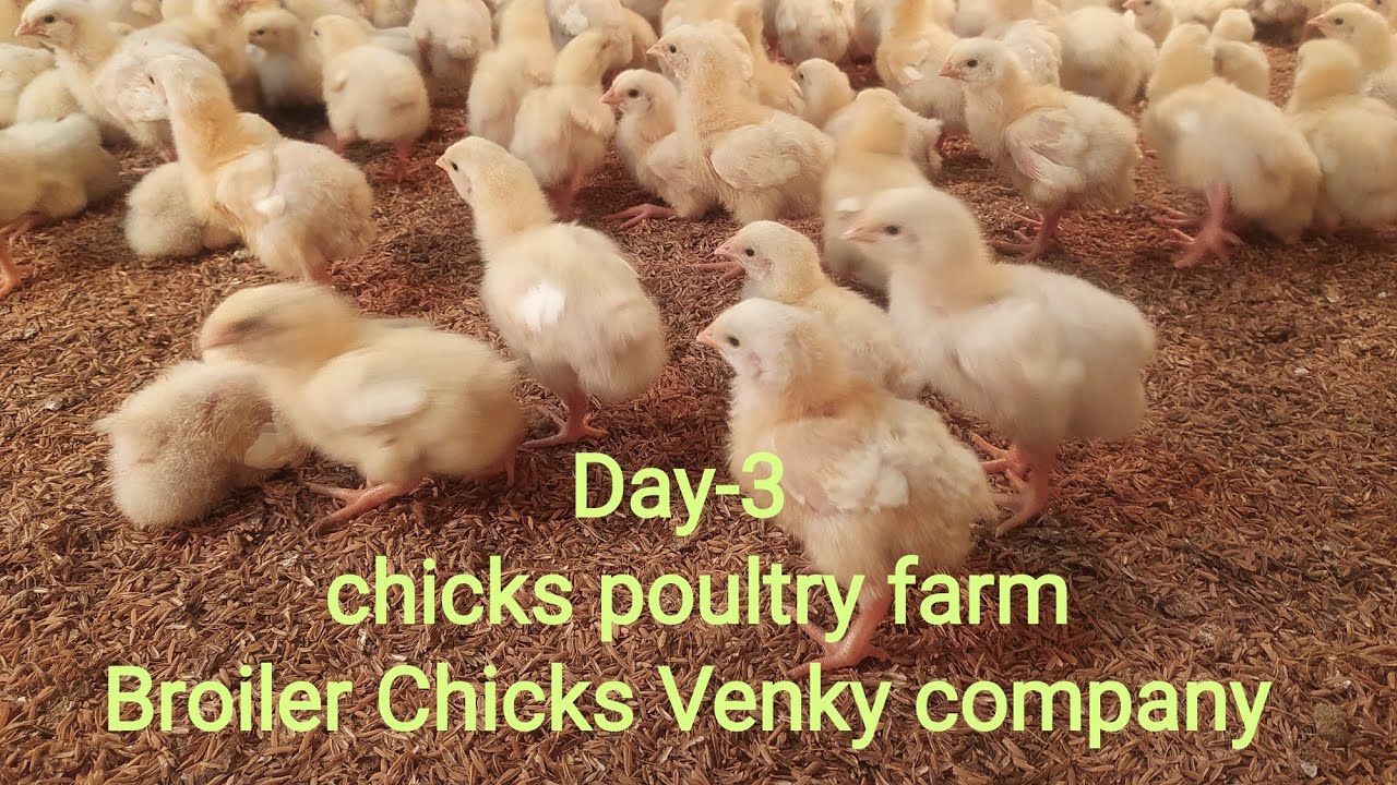 Day-3 chicks poultry farm, Poultry Farming Broiler Farming Chicks Venky ...