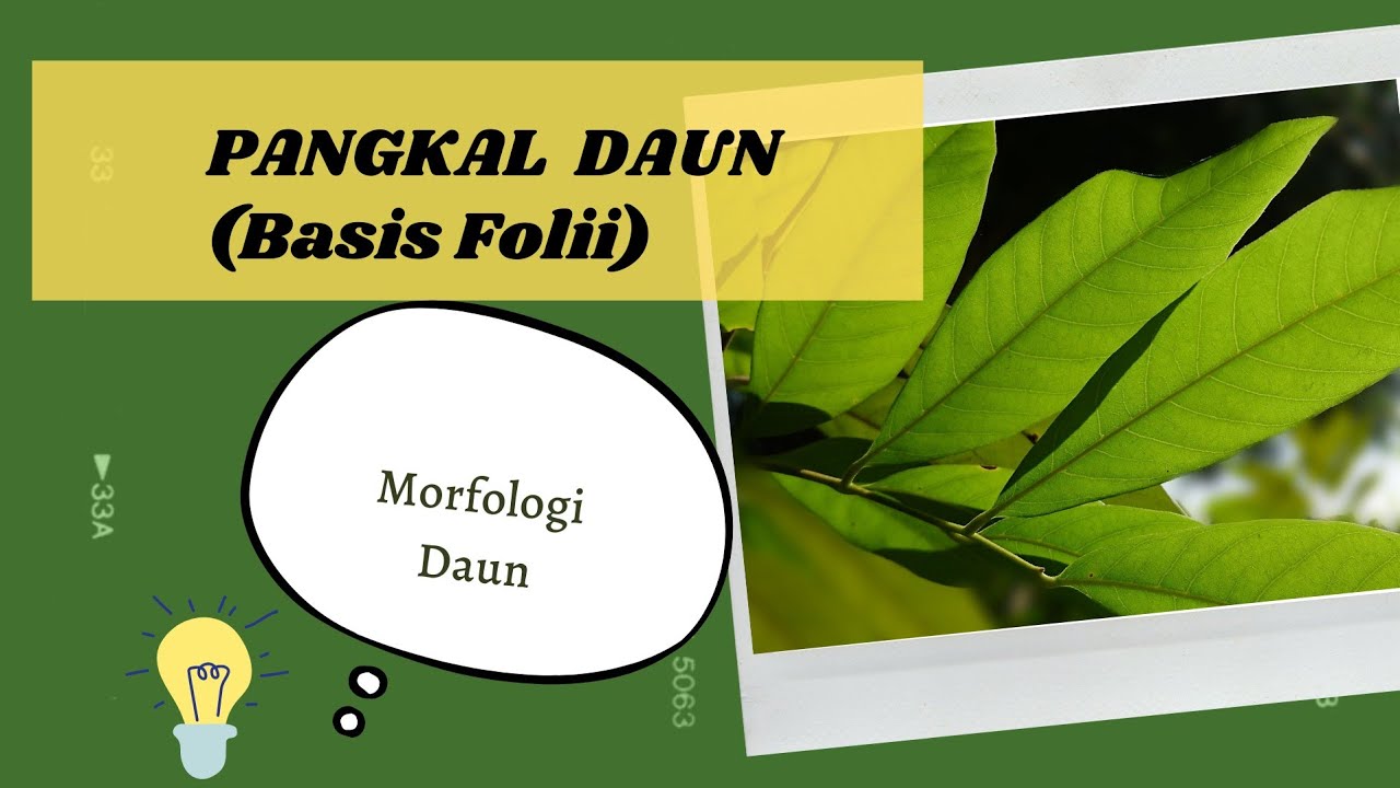PANGKAL DAUN (BASIS FOLII) - YouTube