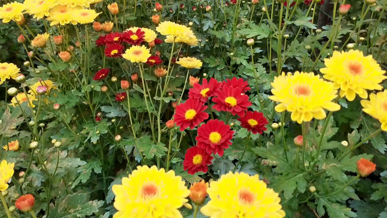 Bahong Flower Farm - YouTube