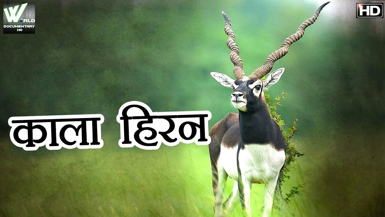 काला हिरण का रहस्य | The Black Buck | Amazing facts about blackbuck ...