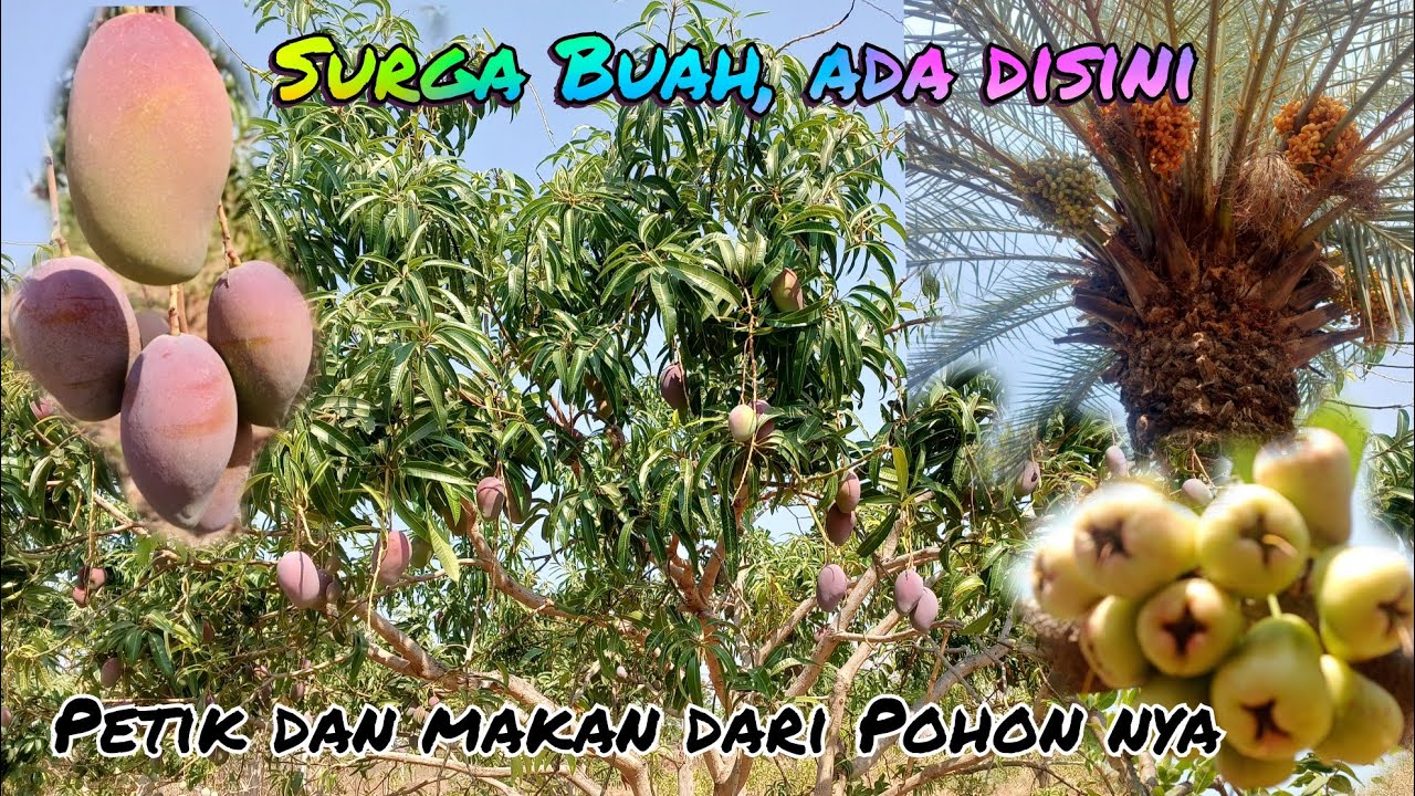 Yuk, petik buah langsung dari pohon nya. Situbondo, surga nya buah ...
