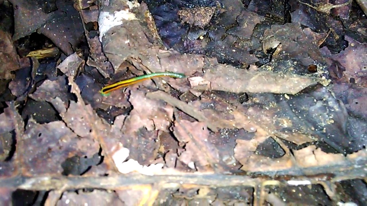 green leech borneo jungle part 2 - YouTube
