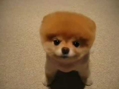 Funny Big Head Dog Пепяка - YouTube