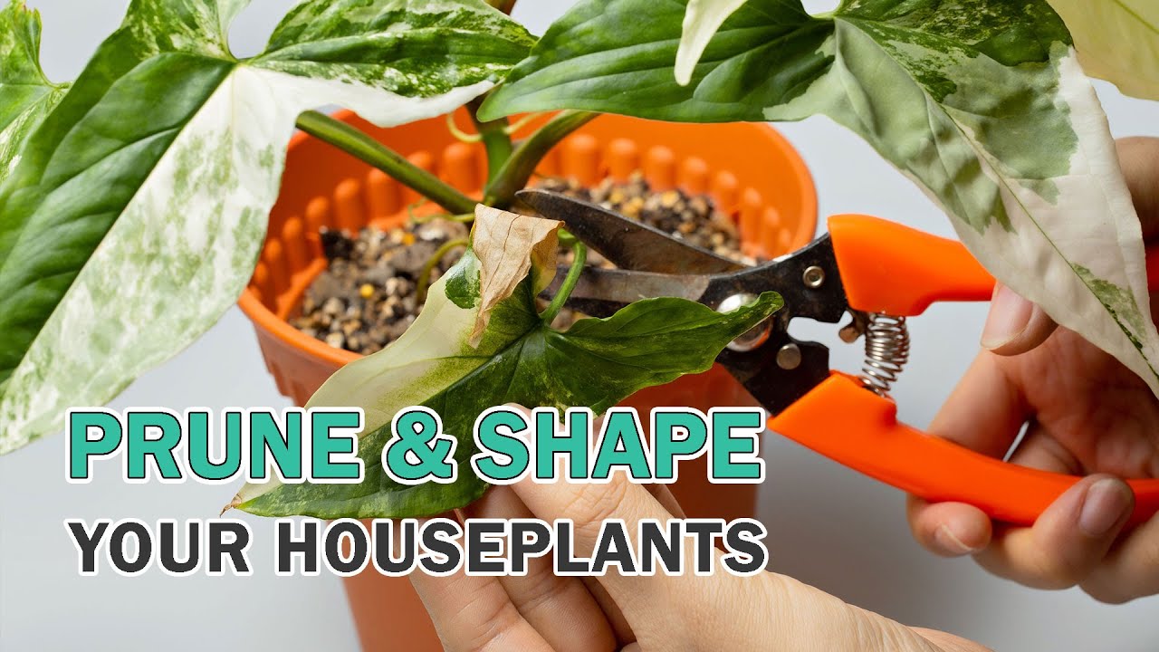 How to prune and shape your houseplants - YouTube