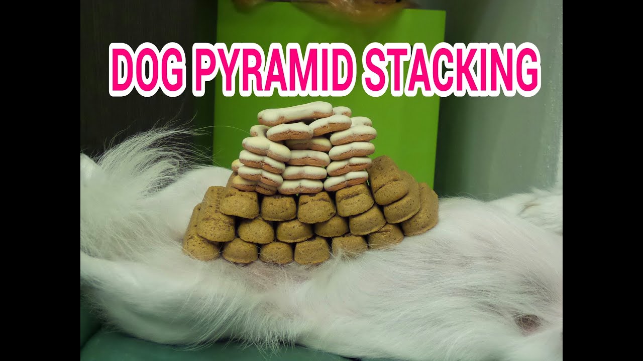 Small Dog Stacking Pyramid Treat and Stacking Objects - YouTube