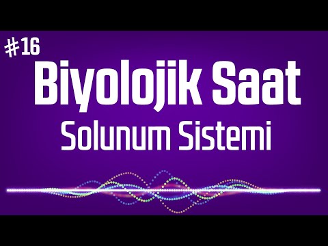 16.Biyolojik Saat : Solunum Sistemi (Podcast Biyoloji)
