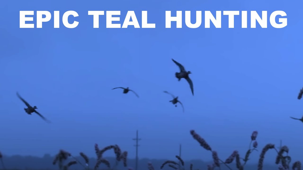 Teal Hunting Highlights! Best Ever! - YouTube