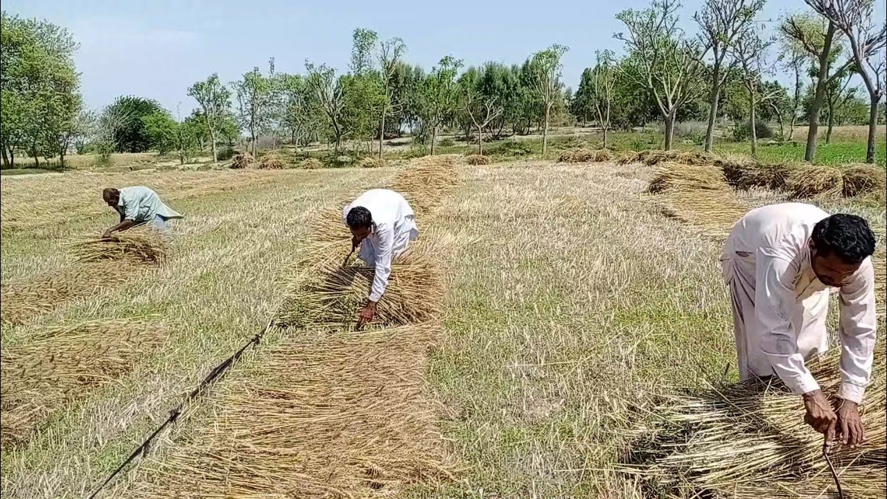 Wheat Crops Harvesting Complete Process In My Village - YouTube