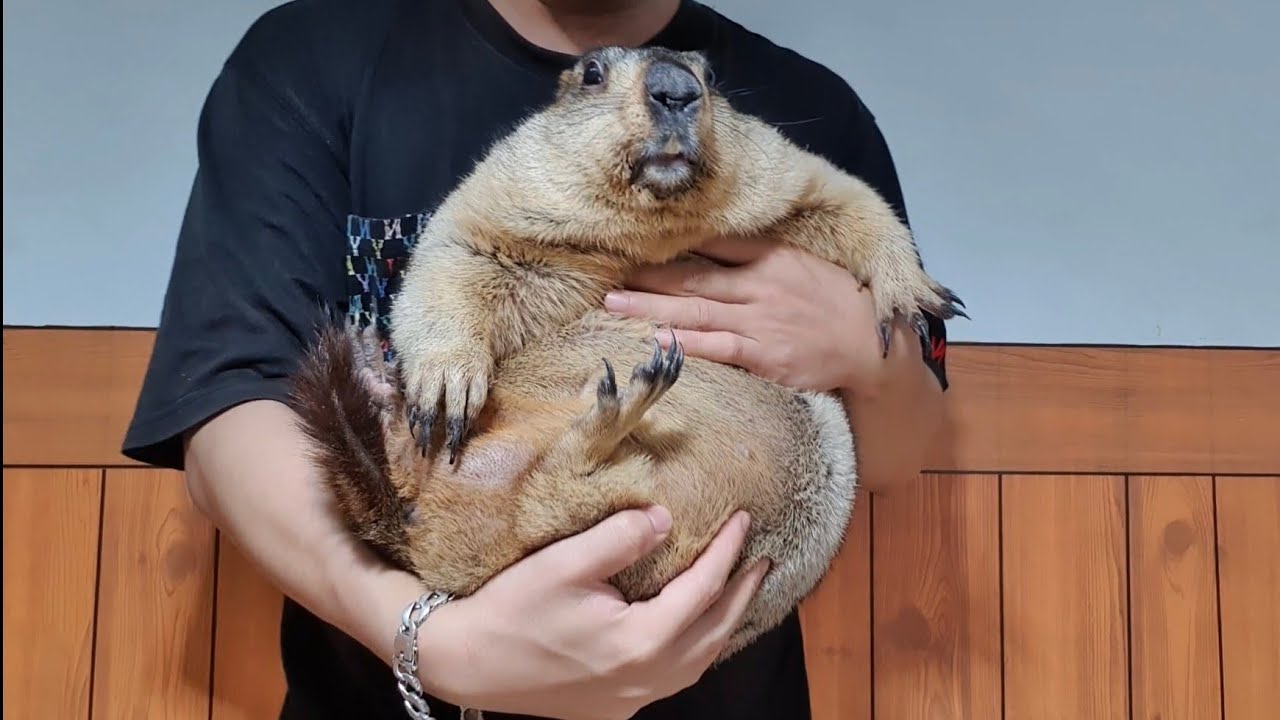 the biggest marmot of all time - YouTube