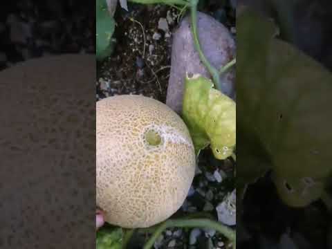 mata de melón con 5 melones😯🤭 #viralvideo #youtubeshorts #reels # ...