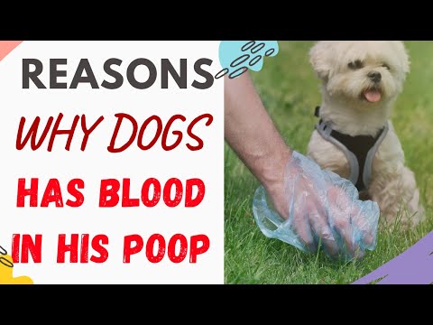 Why Does My Dog's Poop Include Blood? [Complete Guide]