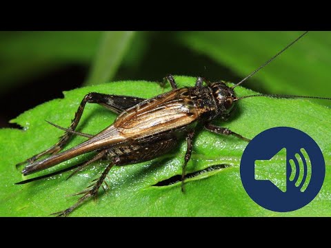 cricket sound at night - YouTube
