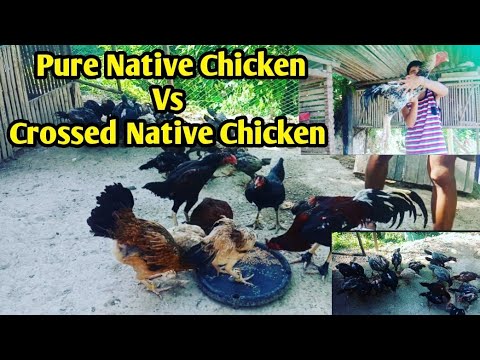 KAGANDAHAN NG PURE NATIVE AT CROSS NATIVE CHICKEN | MANOK NA MAGANDANG ...