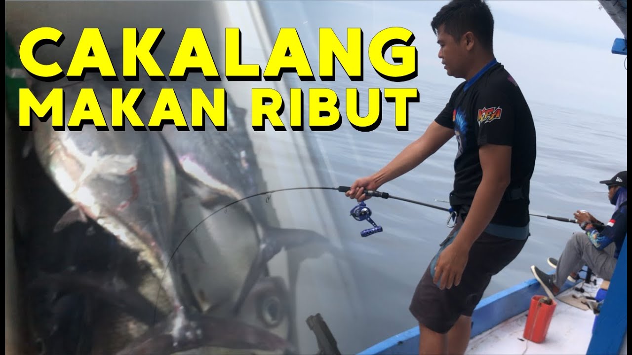 CAKALANG MAKAN RIBUT - YouTube