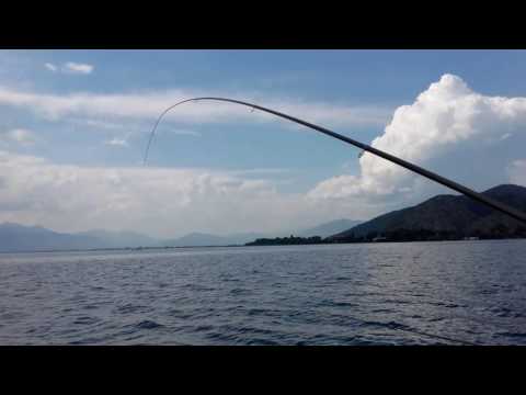 Klen na Ohridsko Ezero