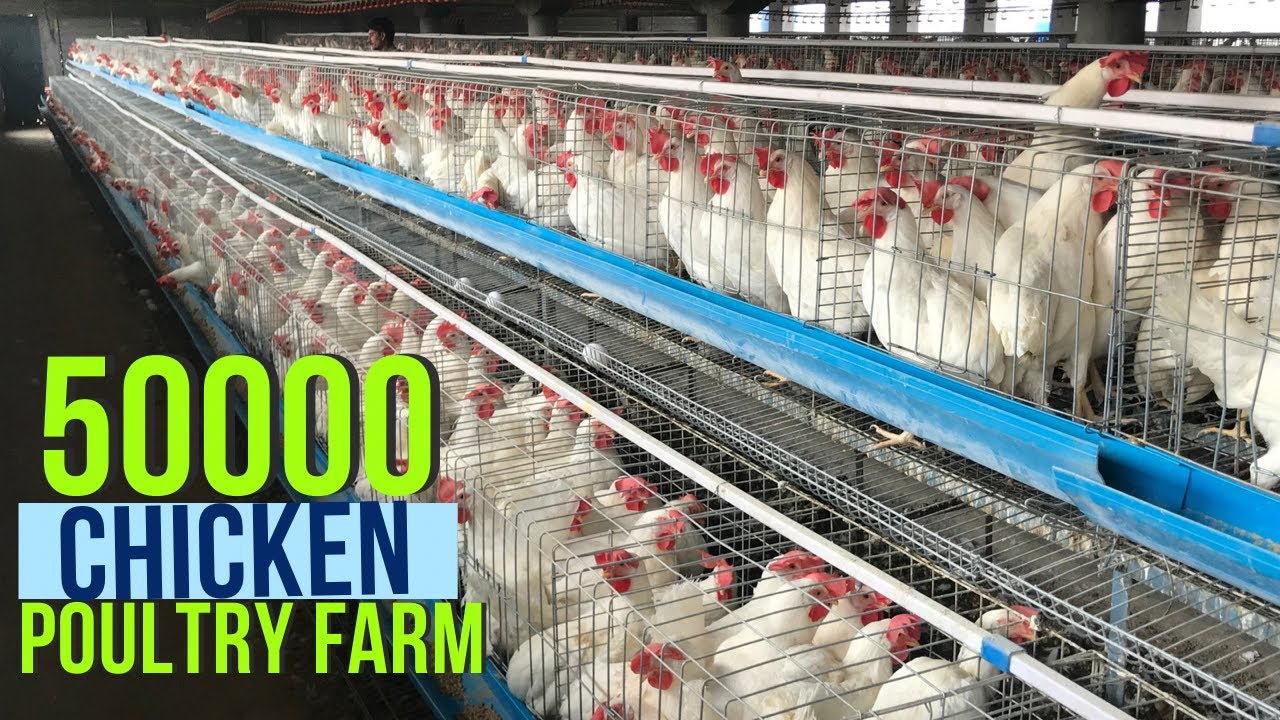 50000 Chicken Poultry Farm - YouTube