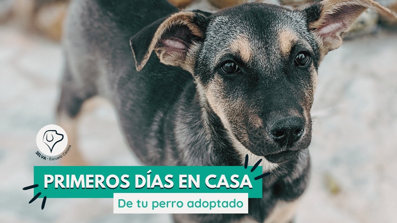 PERRO ADOPTADO 👀 ¿Qué HACER los PRIMEROS DÍAS? - YouTube