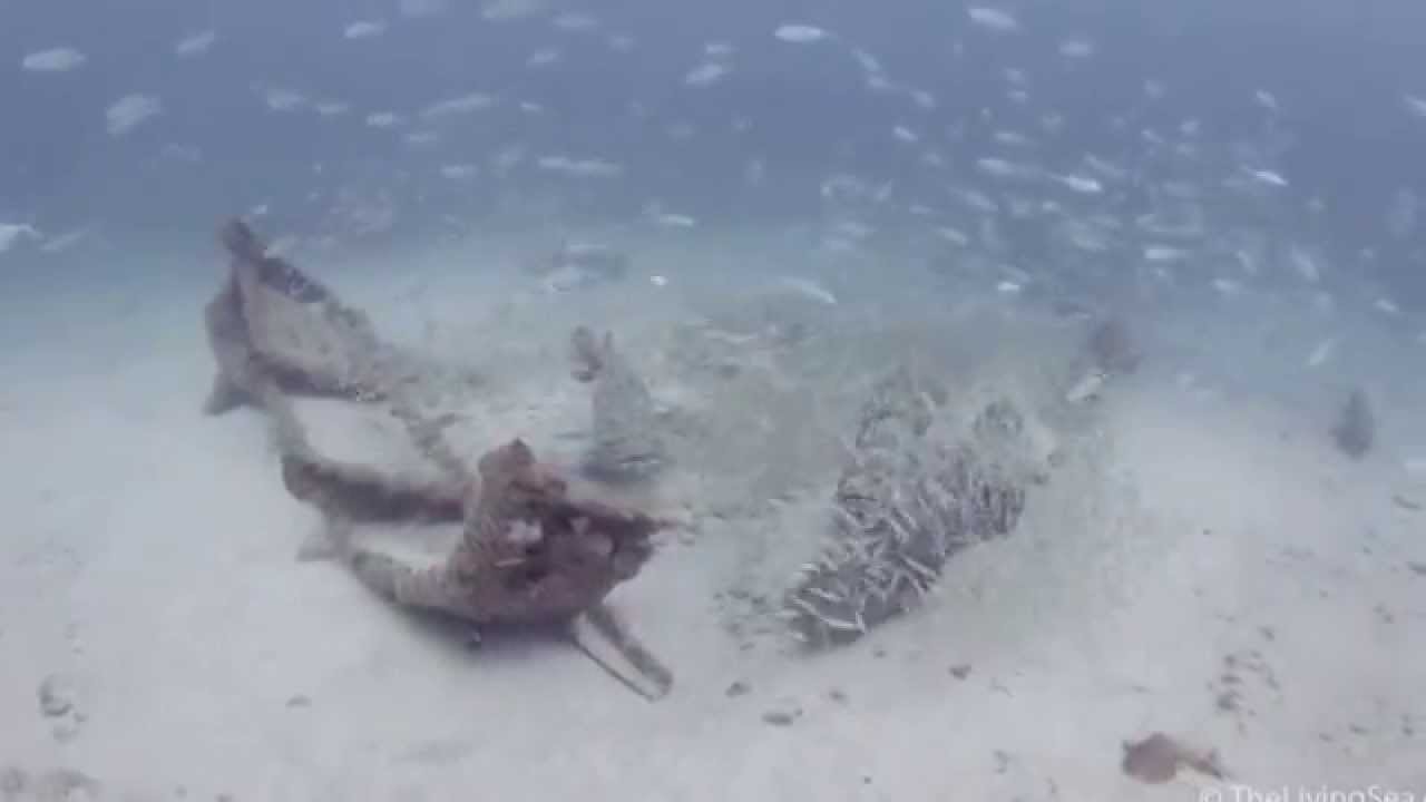Goliath Grouper Feeding Action - YouTube
