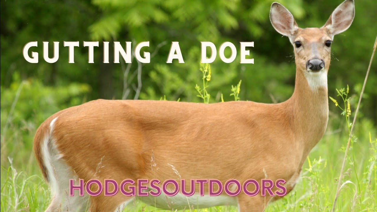 Gutting a Deer 101 - YouTube