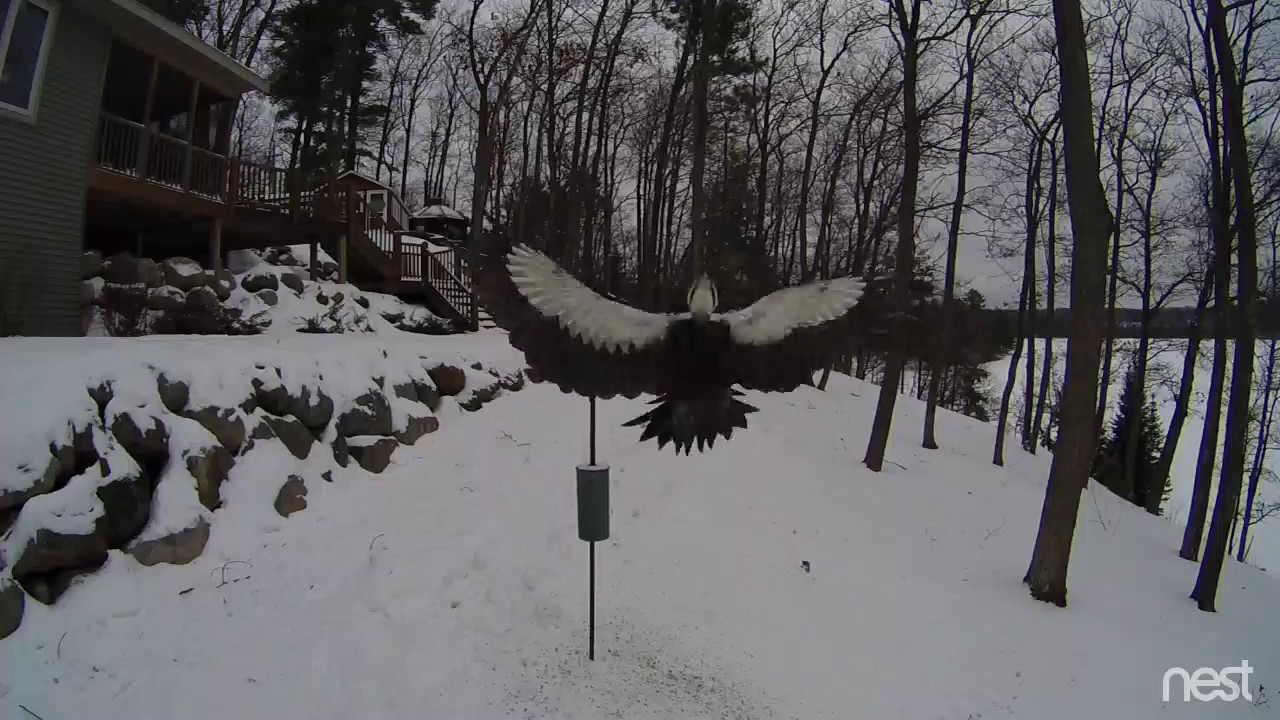 GIANT Pileated Woodpecker Flies Straight at Camera - YouTube