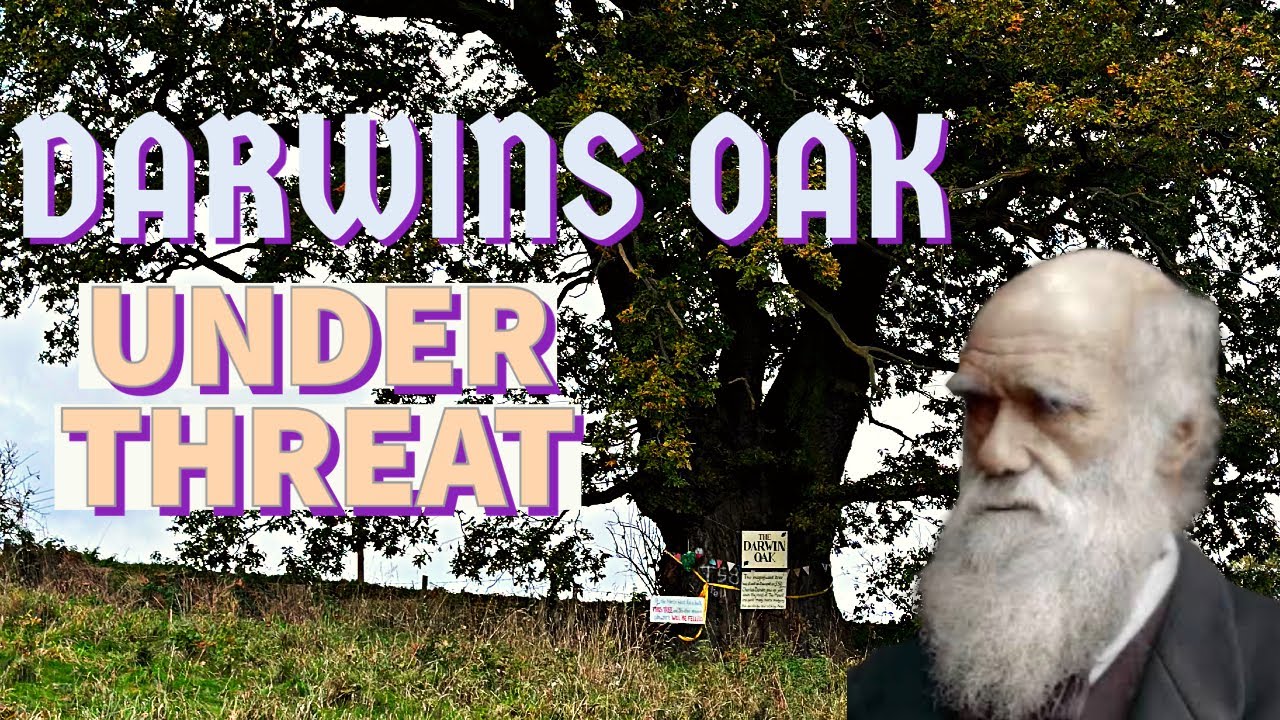 SHREWSBURYS ROAD Scheme Threatens Darwins Oak Tree - YouTube