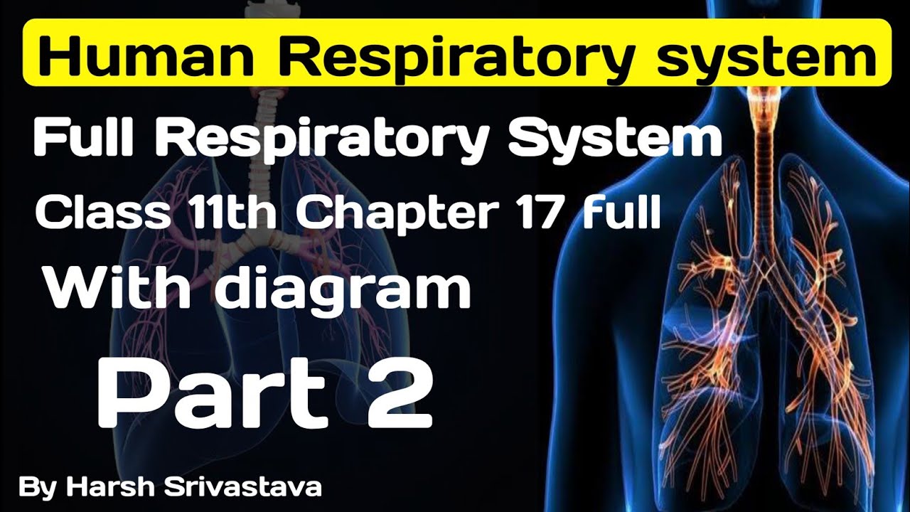 Human Respiratory system with diagram||Class 11th Chapter 17 ...