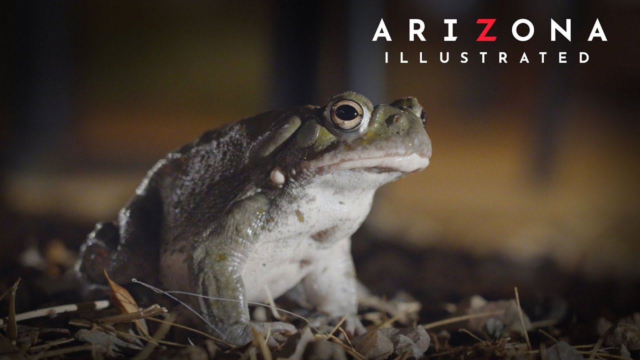 Arizona Illustrated 932 - Desert Toad Psychedelics, Hand Cranked Socks ...