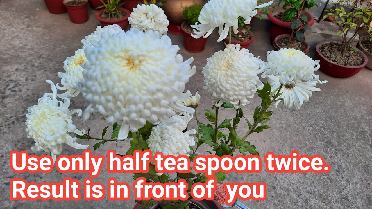 How to care Snowball Chrysanthemum // Chrysanthemum // Snowball ...
