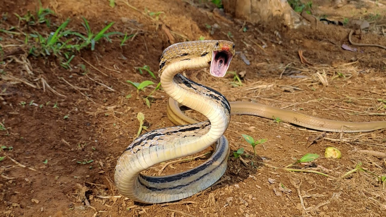 Mindahin Habitat Ular Lanang Sapi🐍 - YouTube