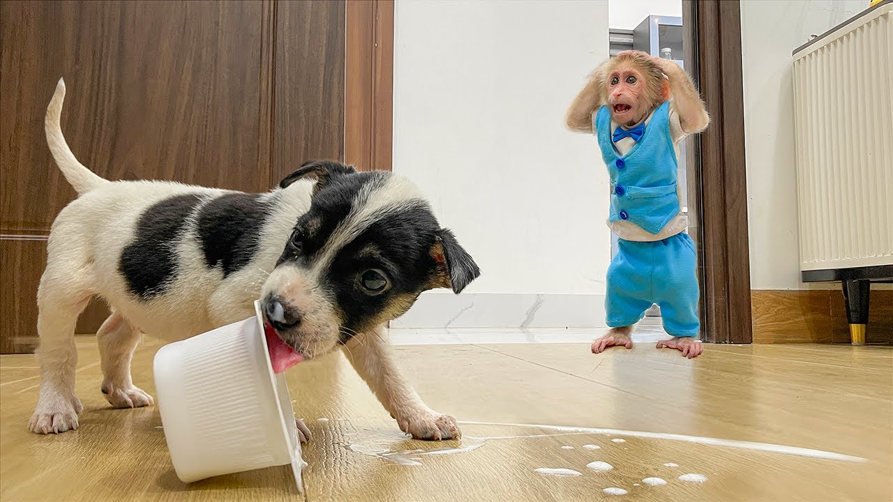 OMG! Angry Monkey Cubis , What trouble Lucky puppy caused..? - YouTube