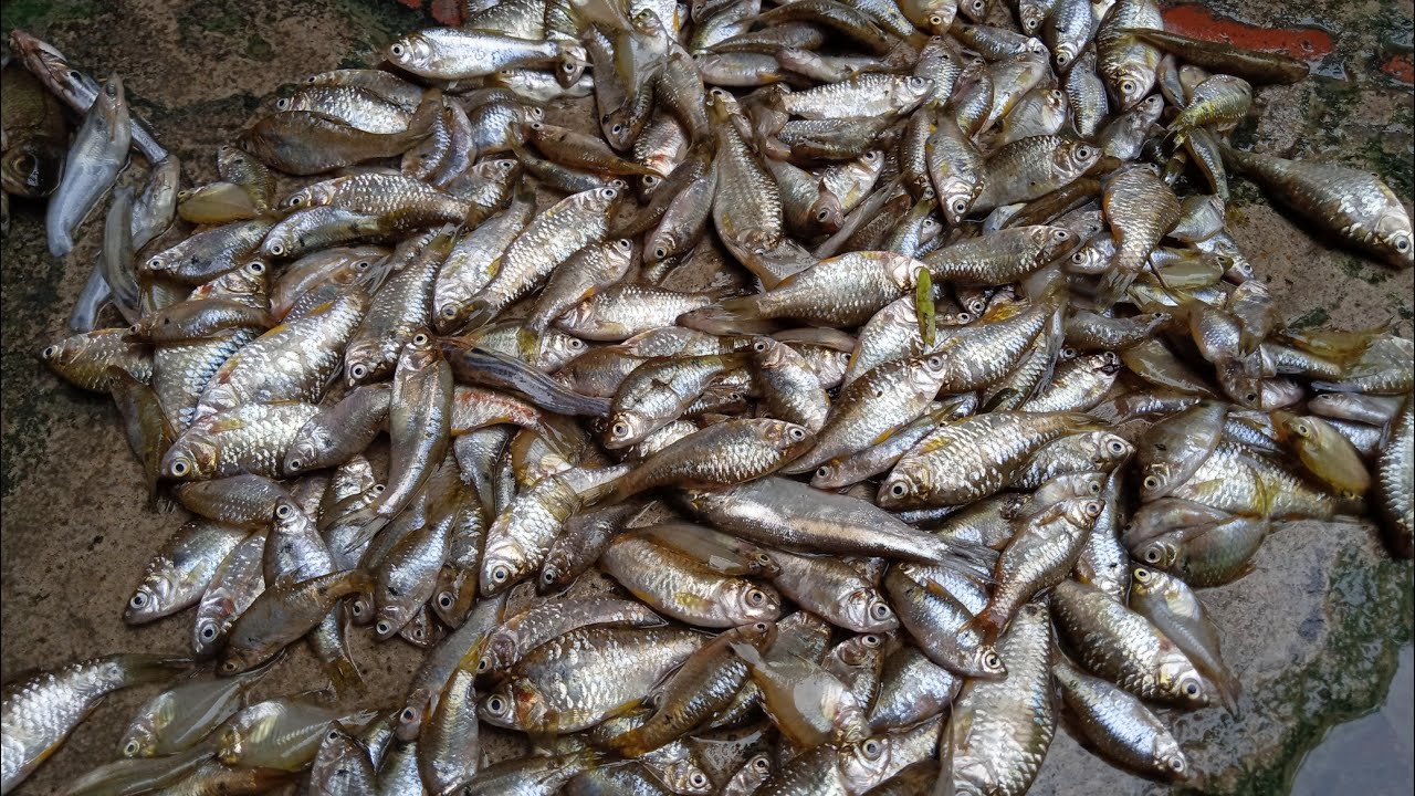 Pothi machhali banane Ka sabse asan tarika | How to make pothi fish ...