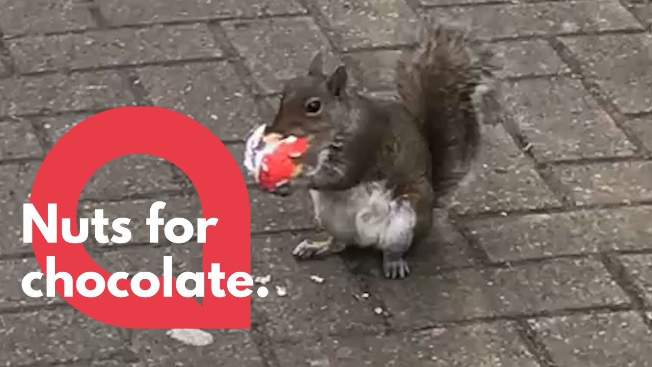 Cheeky little squirrel happily enjoying the chocolate shell of a Kinder ...