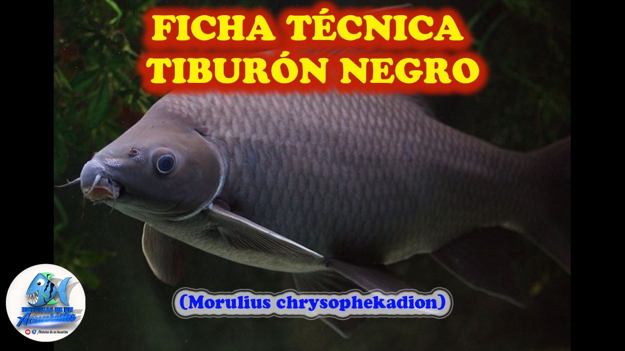 FICHA TECNICA TIBURON NEGRO, LABEO NEGRO (Morulius chrysophekadion ...