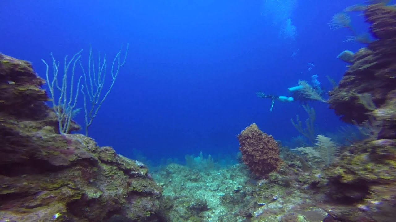 Diving Roatan-Texas and Canyon Reef - YouTube