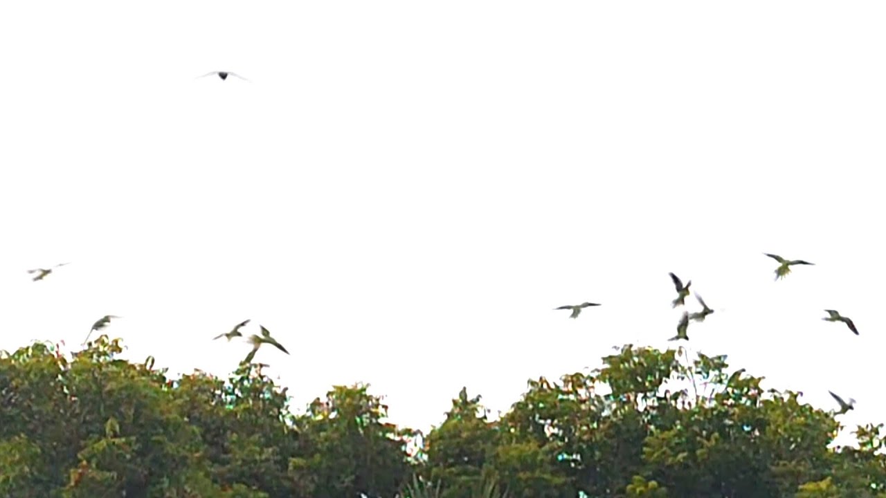 birds flying video | parrot sound parrot video | birds are flying from ...