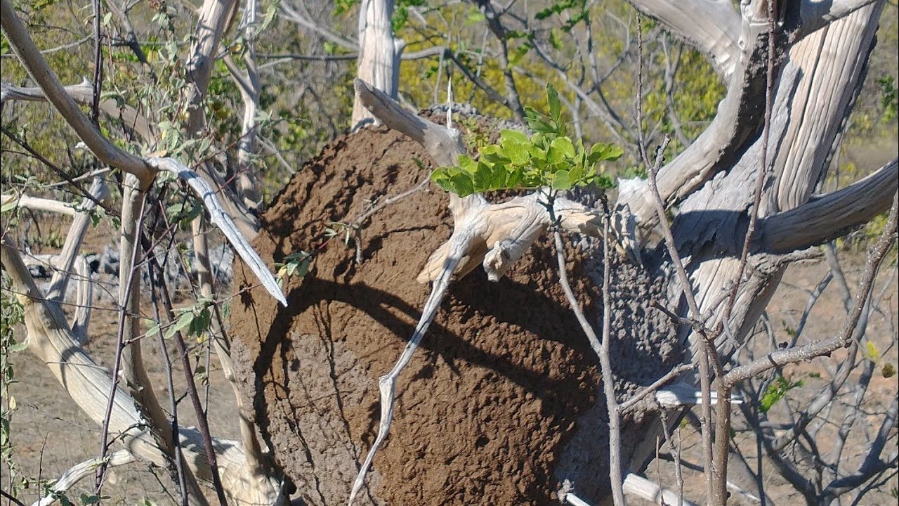 A SECA COMEÇA ASSIM NA CAATINGA. - YouTube