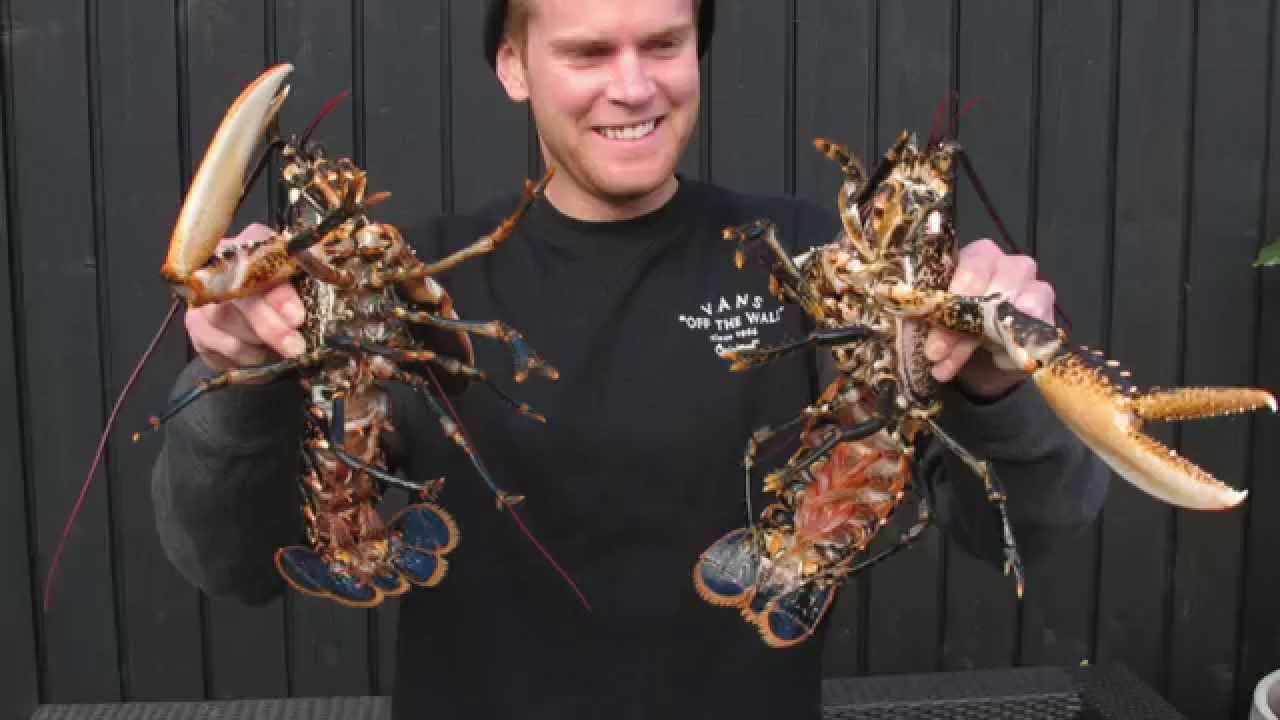 Koking av hummer og krabbe. - YouTube