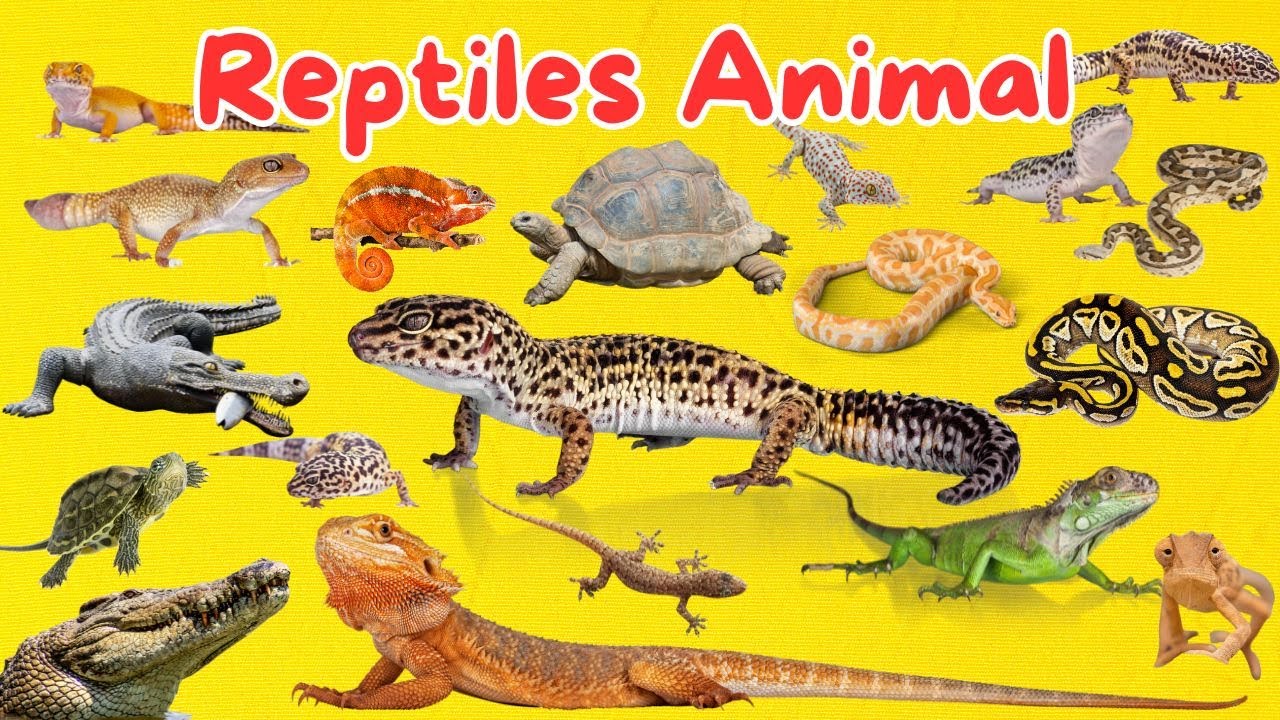 Reptile Animals for Kids | Reptiles | Learning animals for toddlers in ...