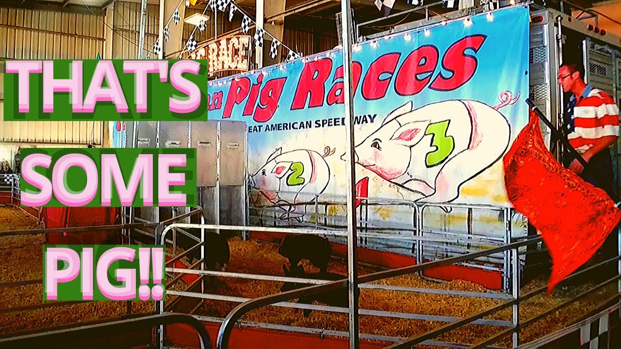 NEW MEXICO STATE FAIR | PIG RACES! (2019) - YouTube