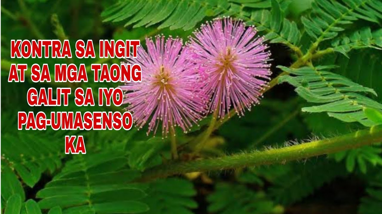 KONTRA SA INGIT AT SA MGA TAONG GALIT SA IYO PAG - UMASENSO KA-APPLE ...