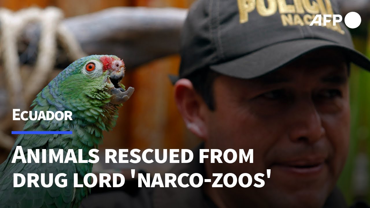 Animals rescued from Ecuadoran drug lord 'narco-zoos' | AFP - YouTube