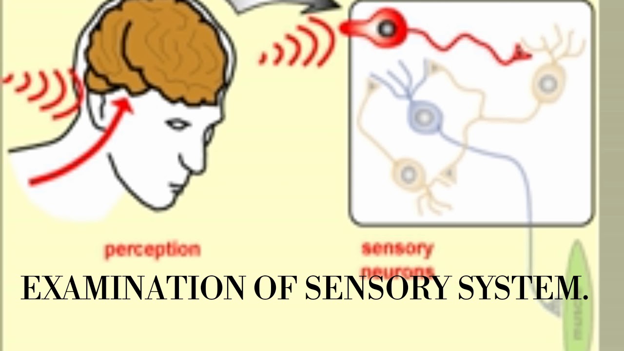 Clinical physiology:- Examination of sensory system - YouTube