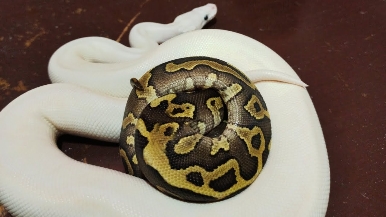 New Pet Snake (Ball Python) - YouTube