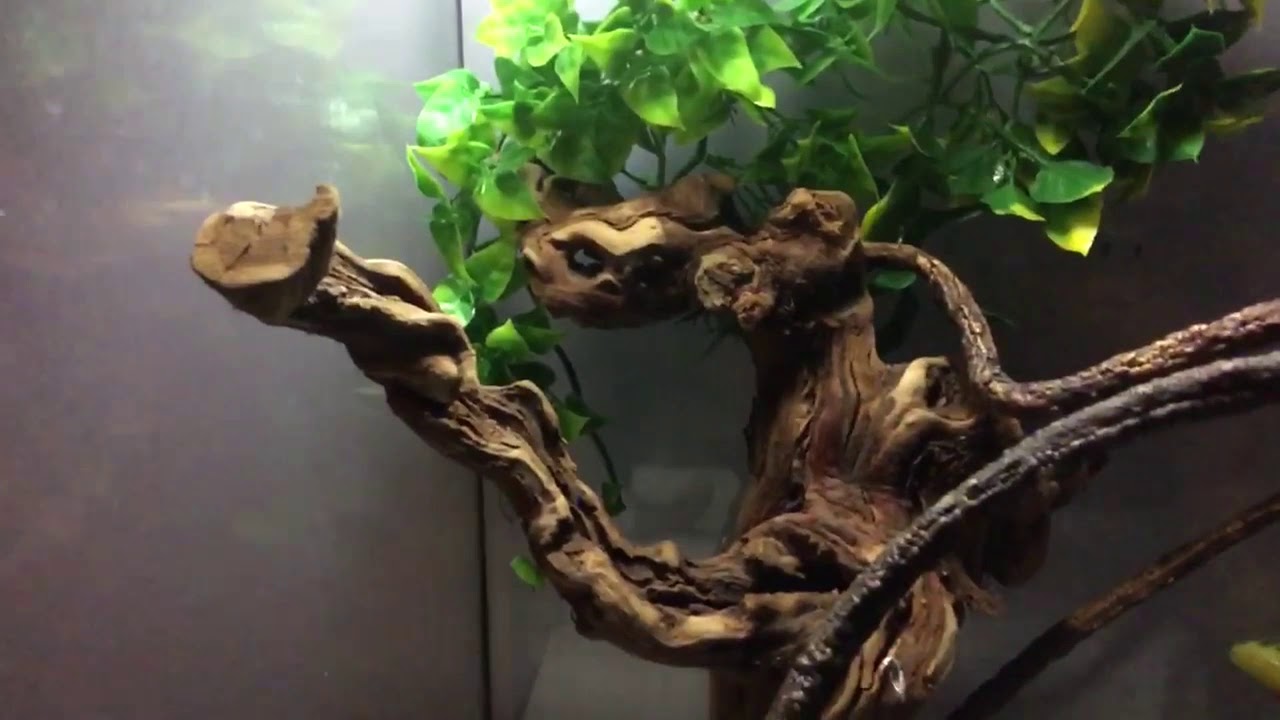 Crested gecko jumping into terrarium - YouTube