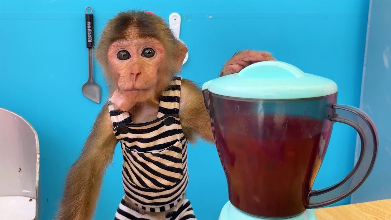 Baby monkey Bo Bo makes fruit juice - YouTube