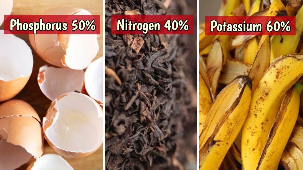 Organic Fertilizer No ONE Says - Eggshells, Tea Leaves & Banana Peels ...